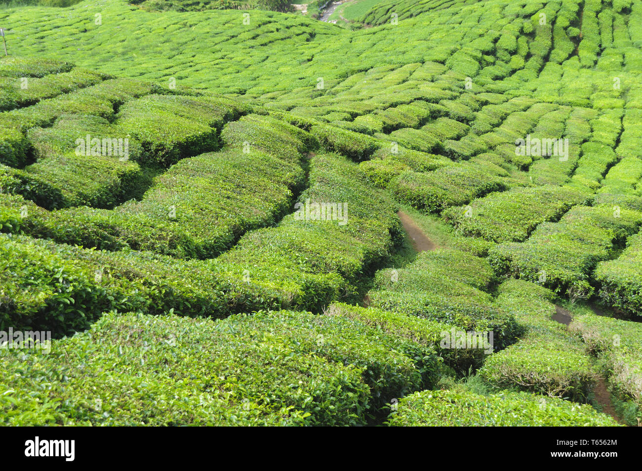 Tea plantation, tea estate, Camellia Sinensis Stock Photo - Alamy