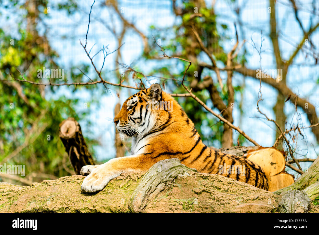 beautiful tiger in zoo Stock Photo - Alamy