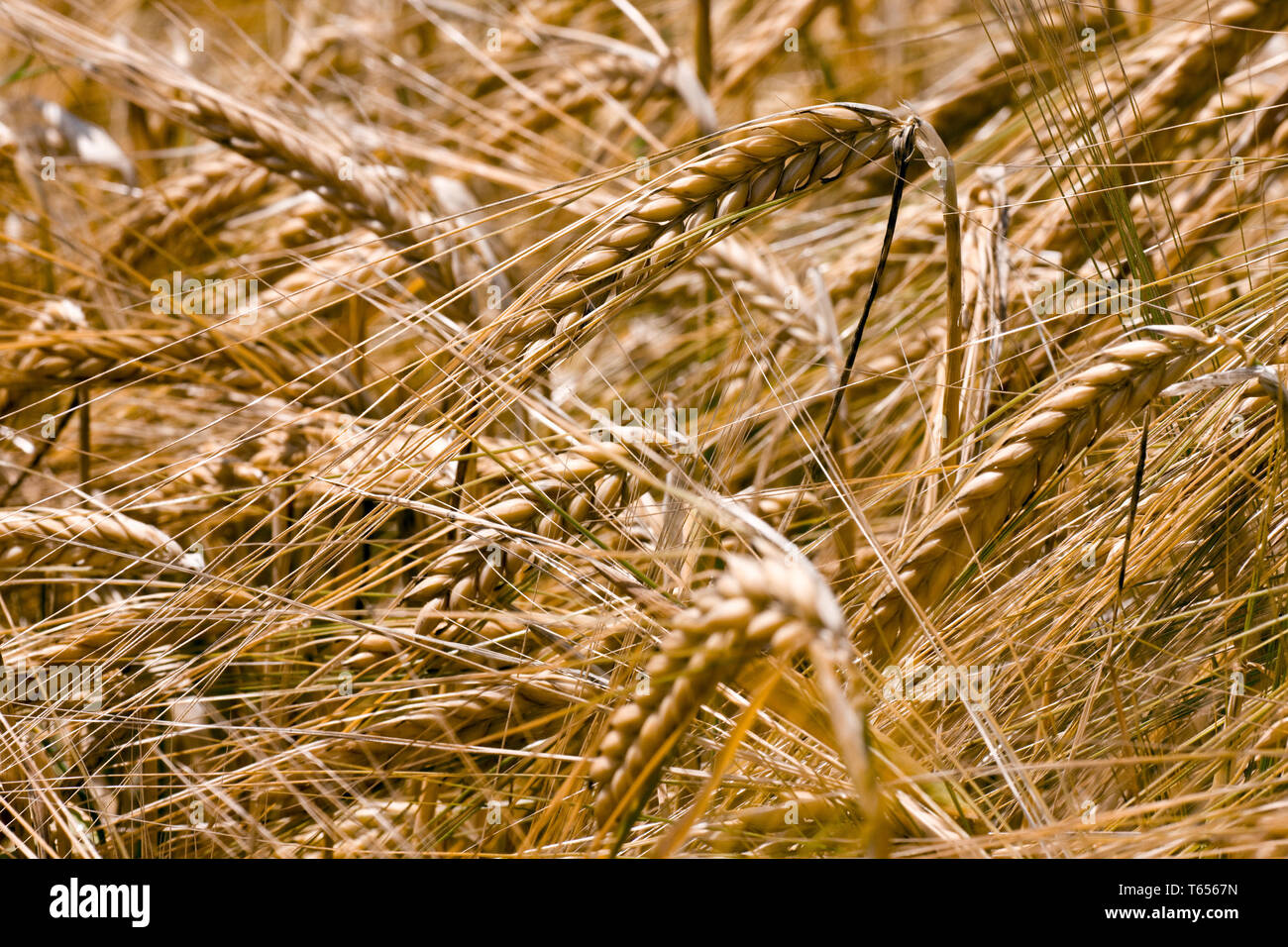 Barley, Hordeum vulgare Stock Photo - Alamy