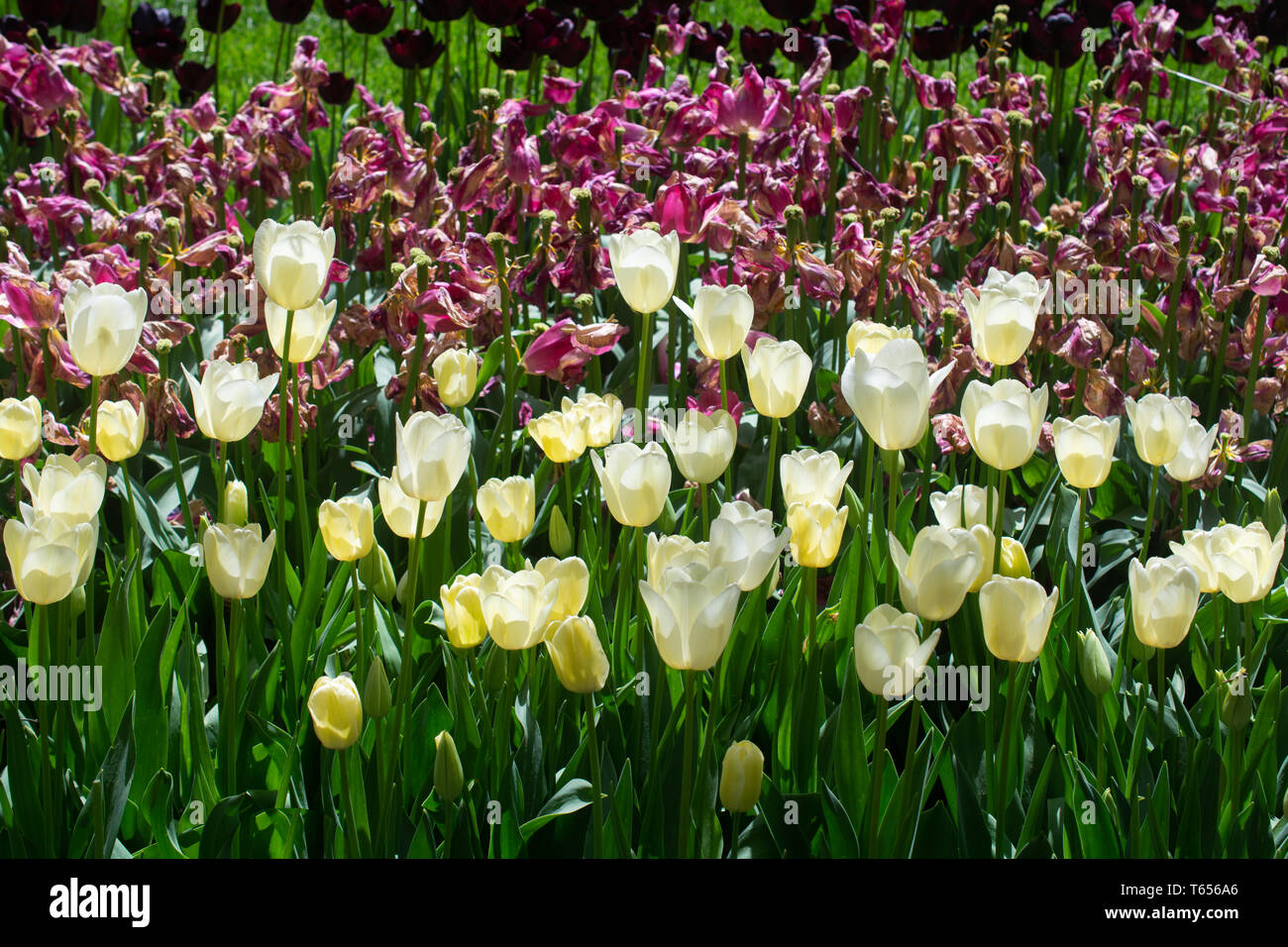 Bright colorful tulips as natural floral background Stock Photo - Alamy