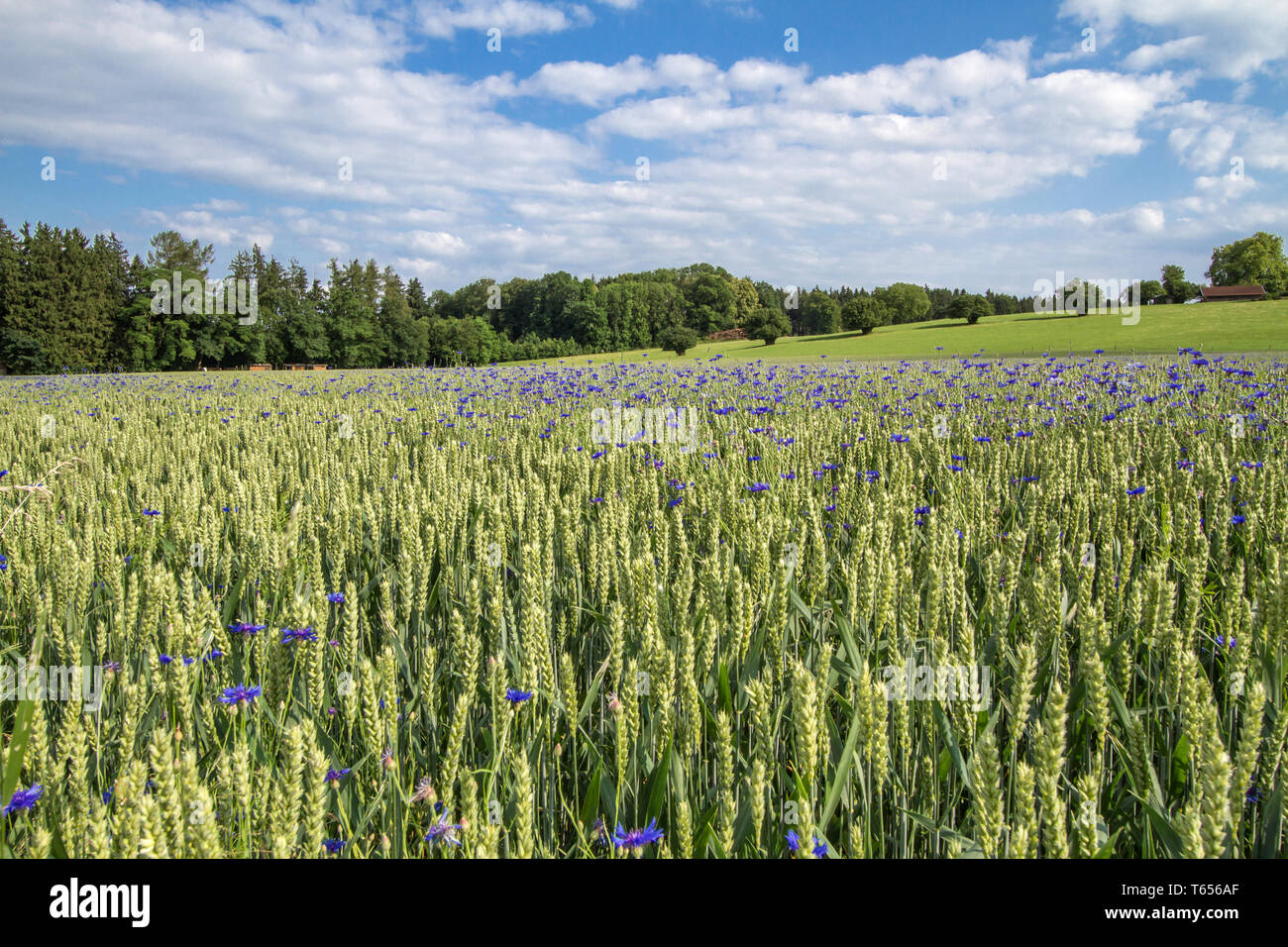 field with cornflower or hurtsickle, Centaurea cyanus, Bavaria, Germany ...