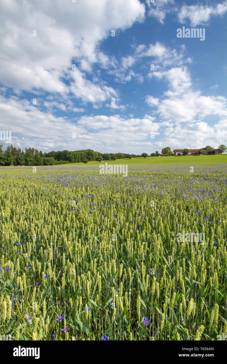 field with cornflower or hurtsickle, Centaurea cyanus, Bavaria, Germany ...