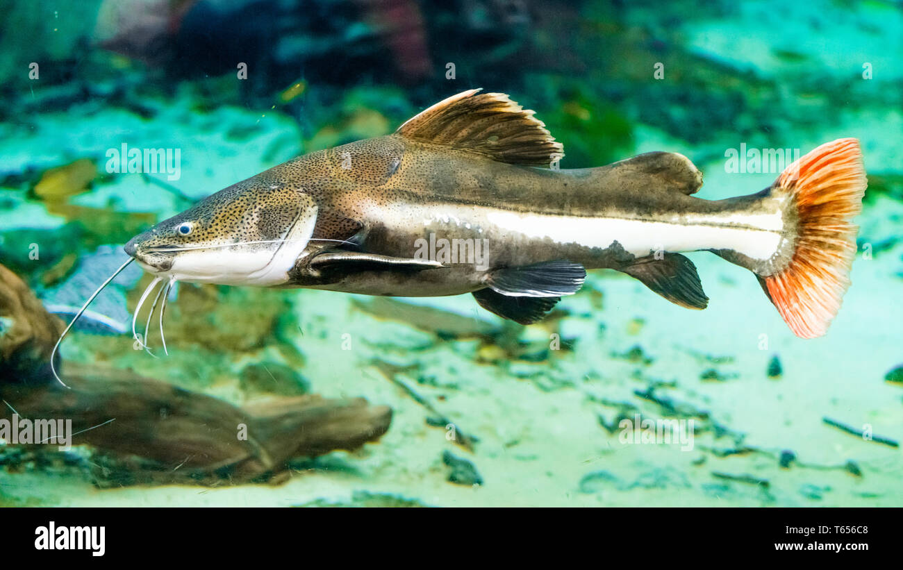 catfish in the aquarium Stock Photo - Alamy