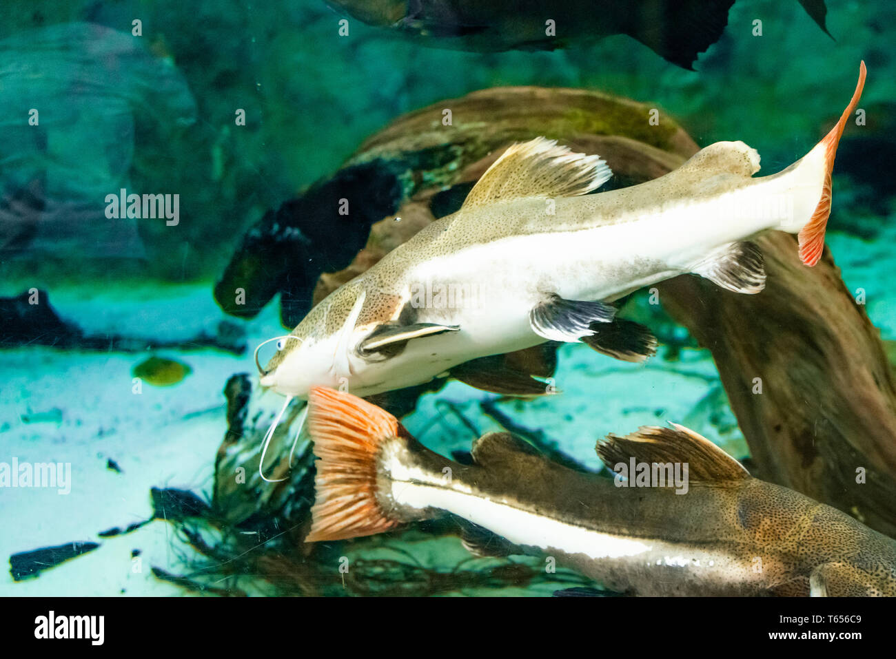 catfish in the aquarium Stock Photo - Alamy