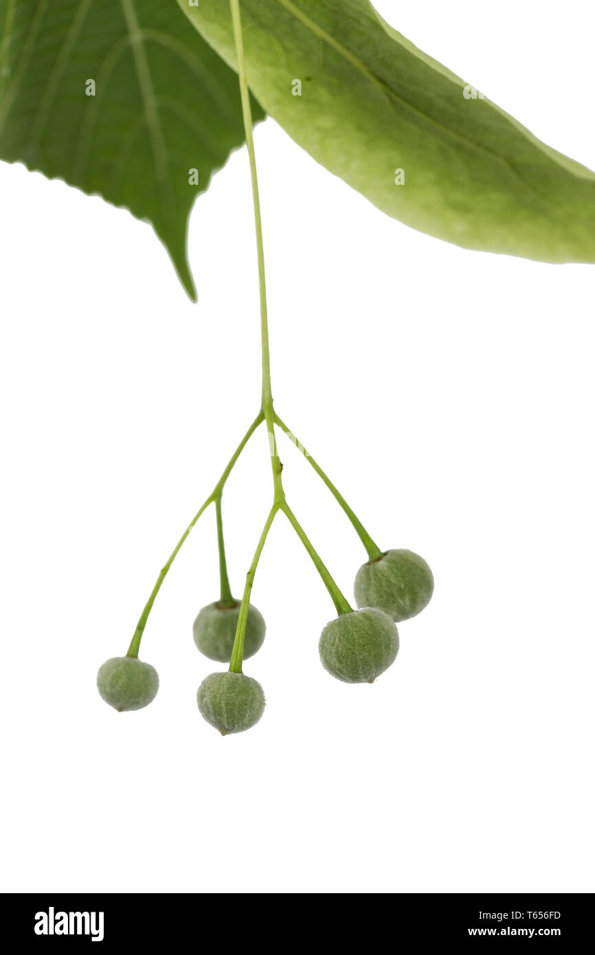 linden tree, genus tilia Stock Photo - Alamy