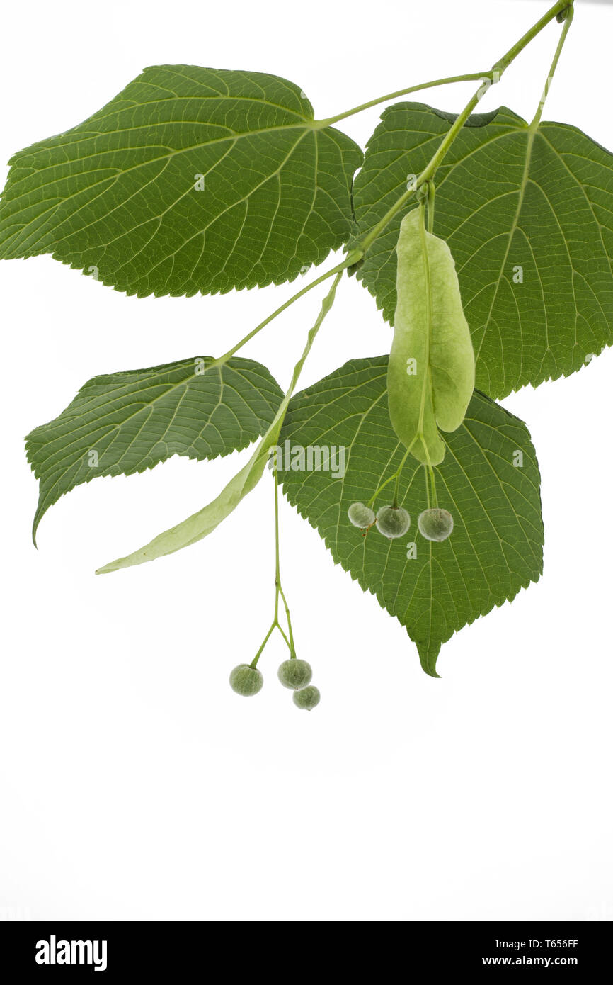 linden tree, genus tilia Stock Photo - Alamy