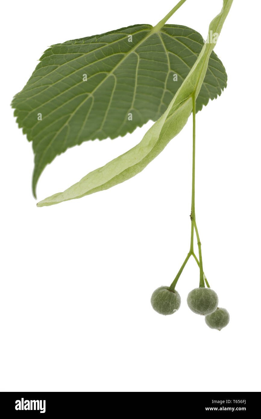 linden tree, genus tilia Stock Photo - Alamy