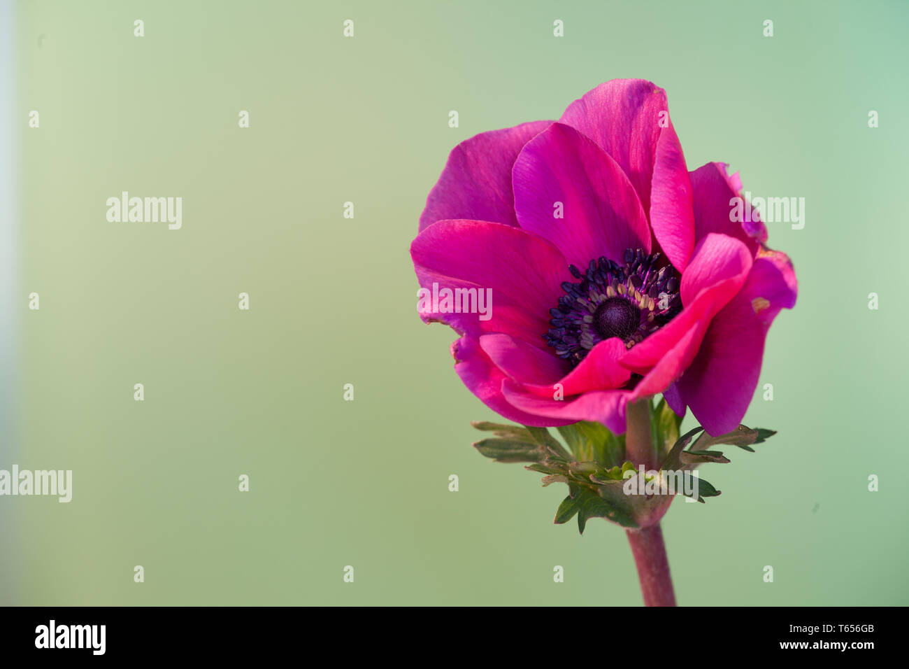 Anemone red violet garden hi-res stock photography and images - Alamy