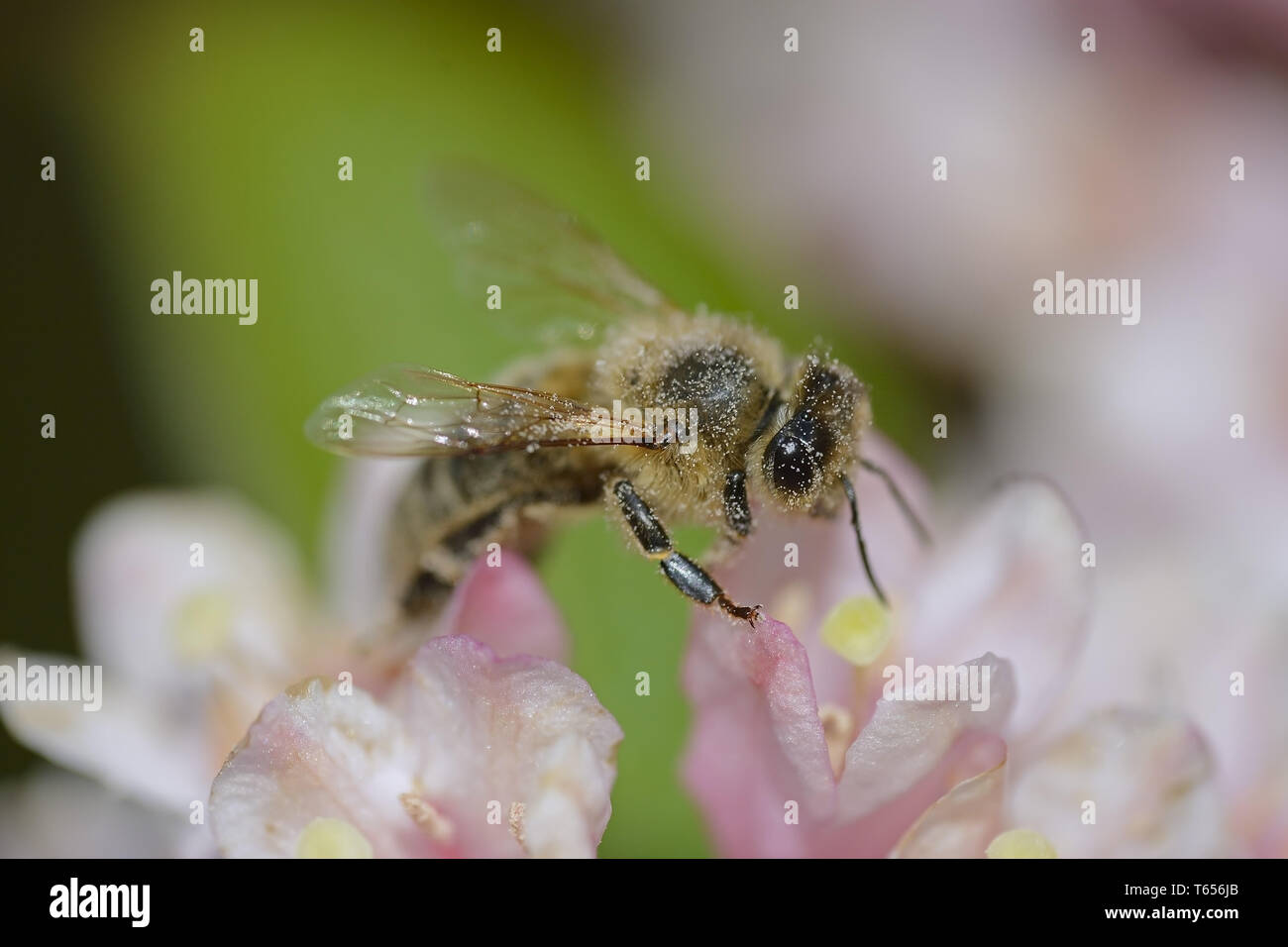 Honey bee apis sp hi-res stock photography and images - Alamy