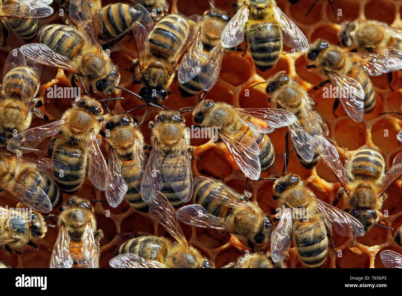 honey bees (Apis mellifica) at the Beehive Stock Photo - Alamy