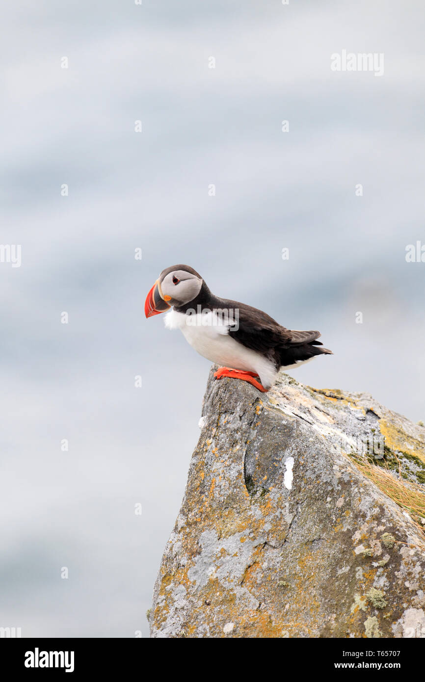 Norwegian blue parrot hi-res stock photography and images - Alamy