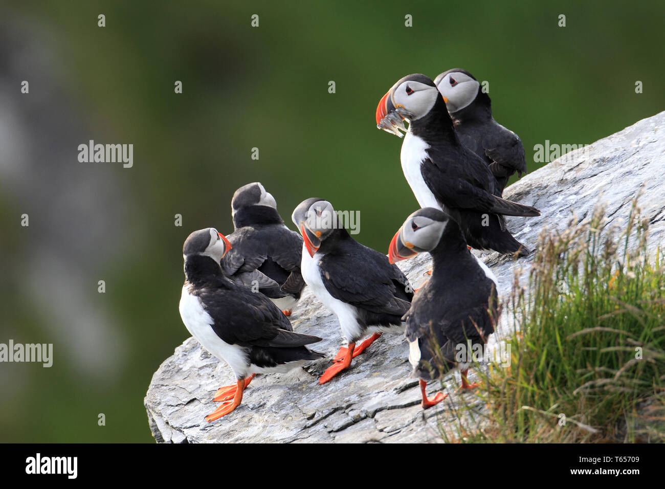 Norwegian blue parrot hi-res stock photography and images - Alamy