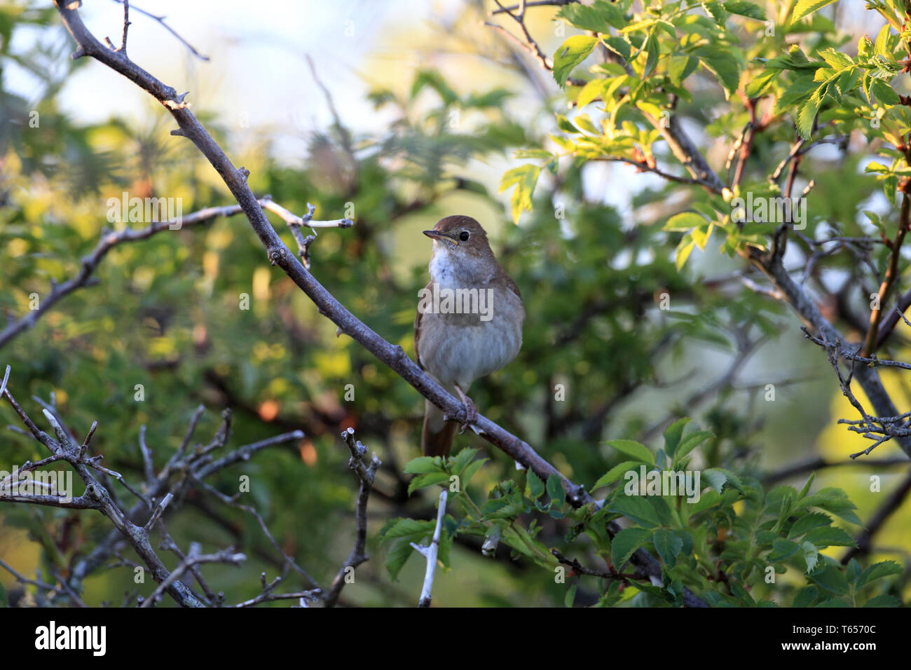 Nightingal hi-res stock photography and images - Alamy