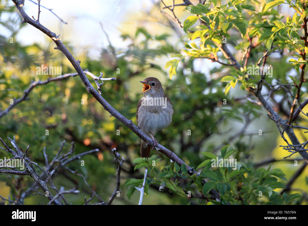Nightingales singing hi-res stock photography and images - Alamy