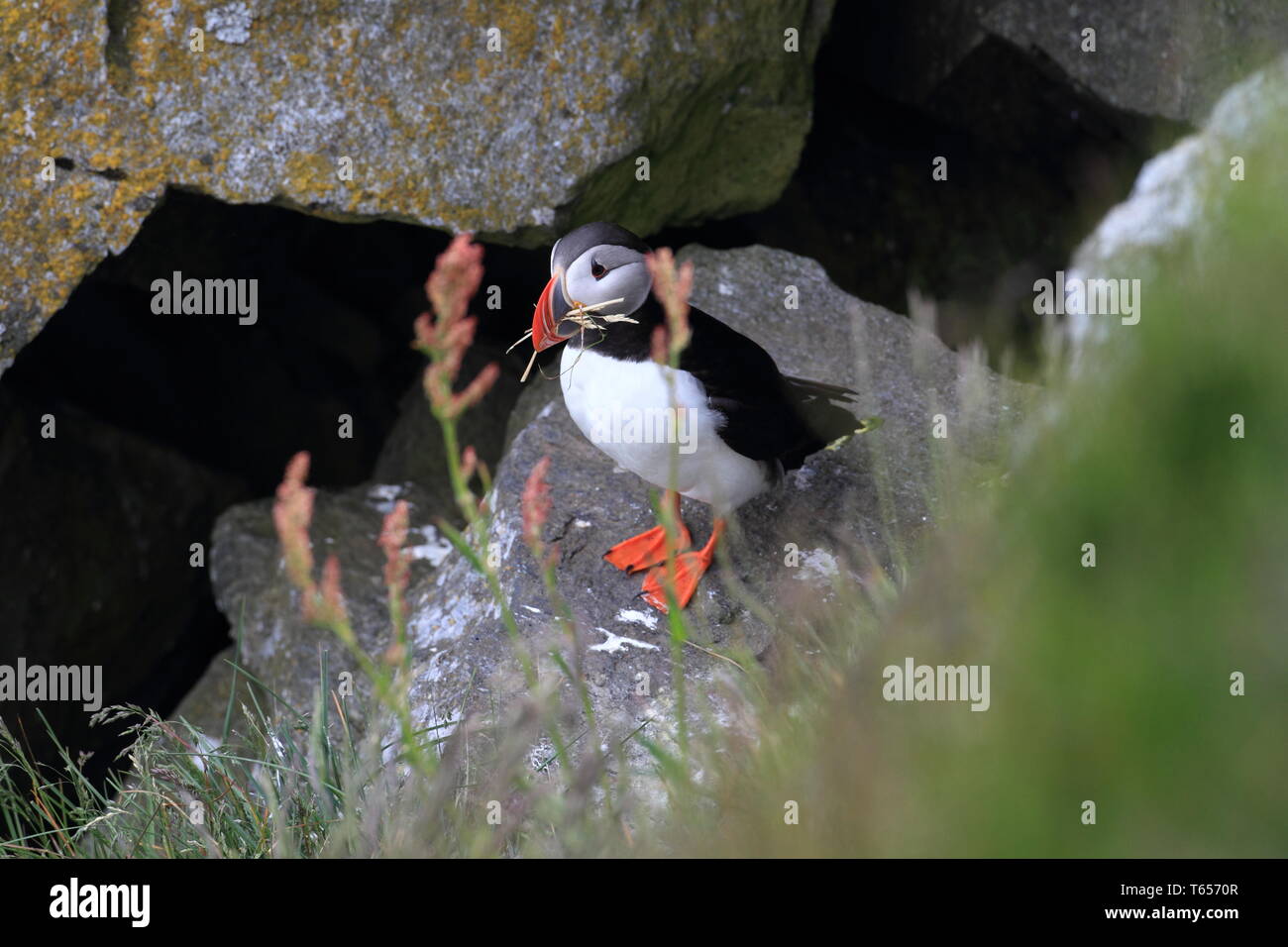 Norwegian blue parrot hi-res stock photography and images - Alamy