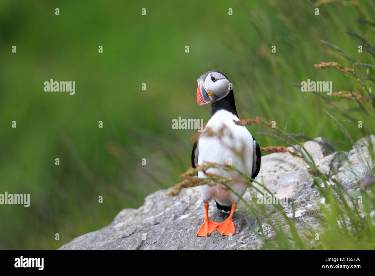 Norwegian Blue Parrot High Resolution Stock Photography and Images - Alamy