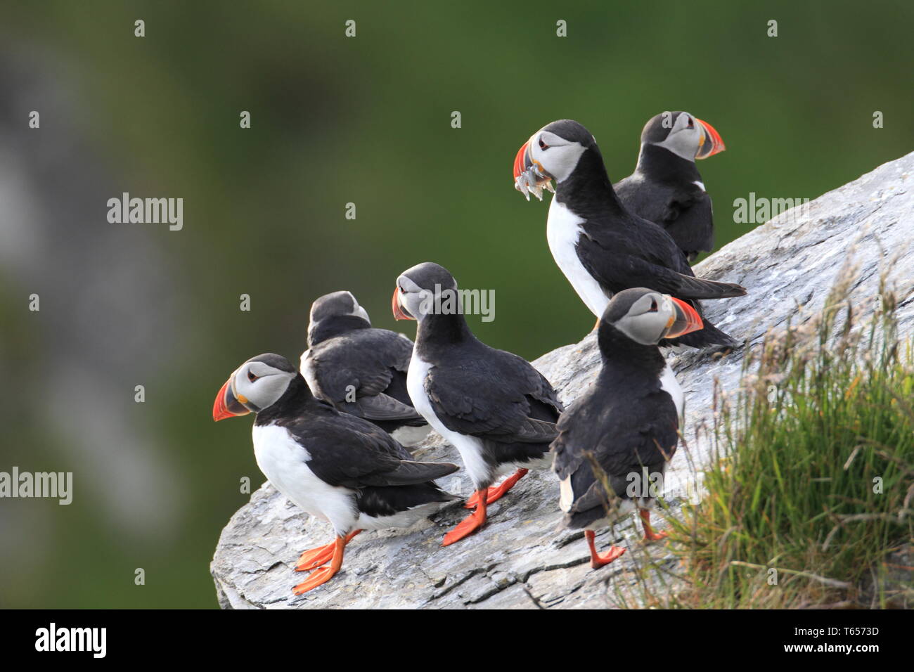 Norwegian blue parrot hi-res stock photography and images - Alamy