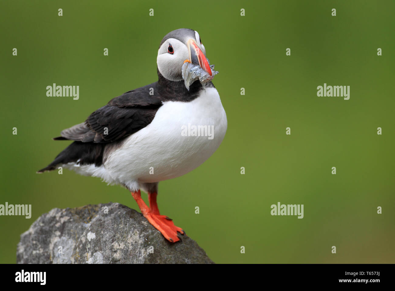 Norwegian blue parrot hi-res stock photography and images - Alamy