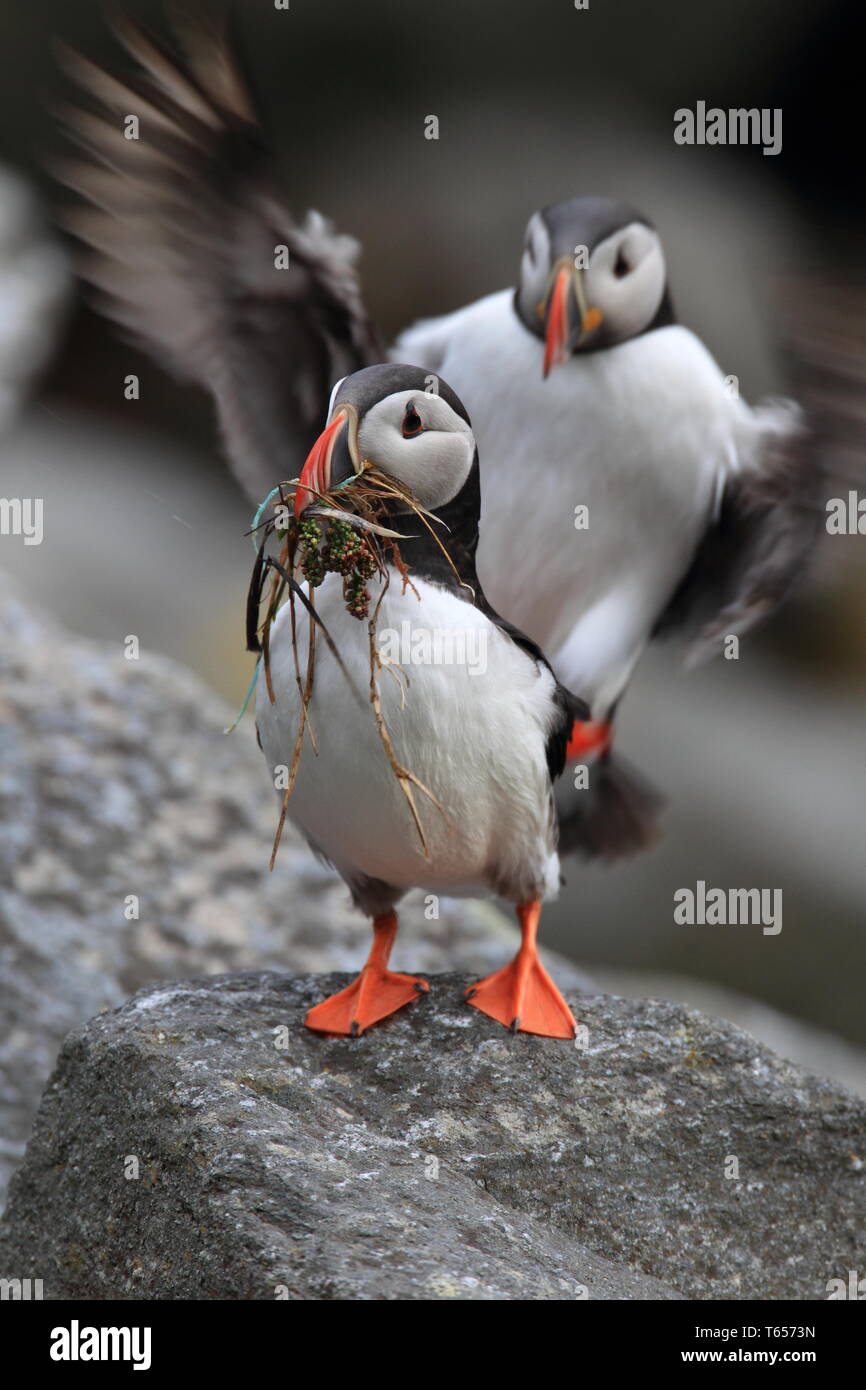 Norwegian blue parrot hi-res stock photography and images - Alamy
