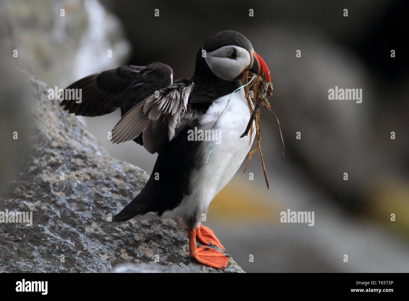Norwegian blue parrot hi-res stock photography and images - Alamy