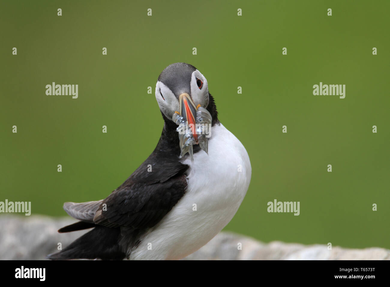 Norwegian blue parrot hi-res stock photography and images - Alamy