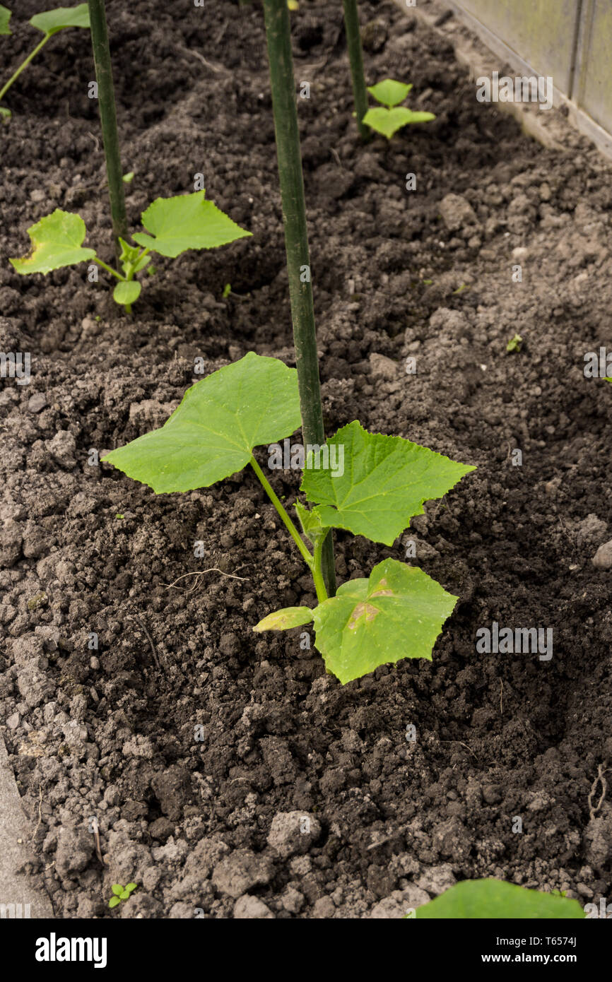 Commercial Cucumber Growing High Resolution Stock Photography and ...