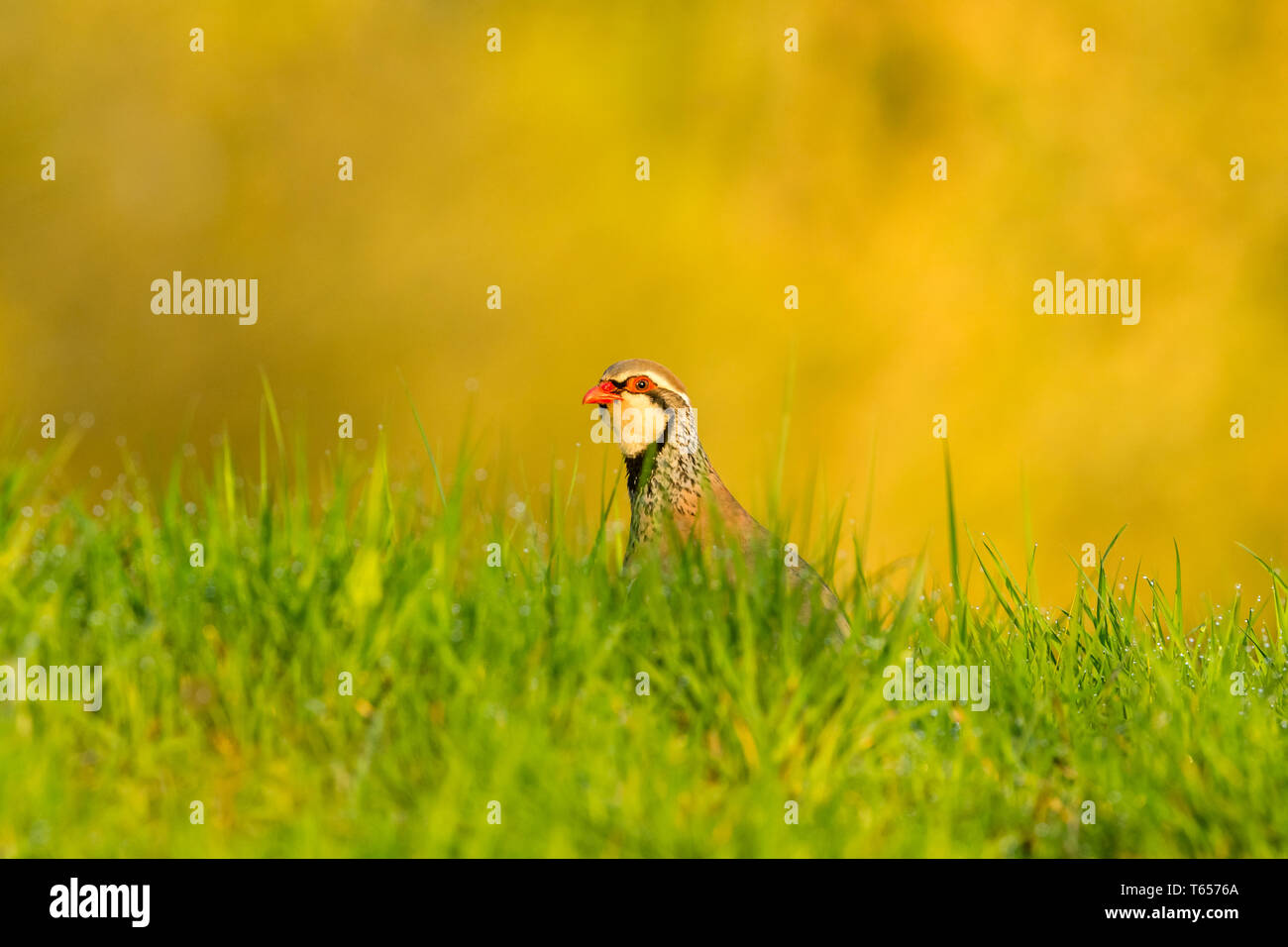 Partridge, red legged partridge (Alectoris rufa)at dawn in wet grass ...