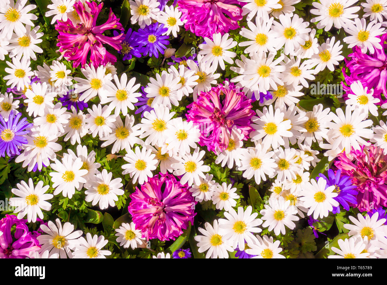 Different flowers. Floral decorated wall background Stock Photo - Alamy