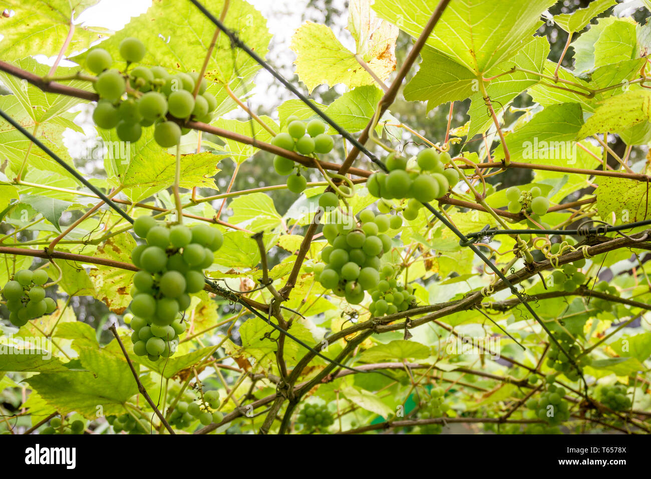 grapes on tree in the vineyard at sunlight Stock Photo - Alamy