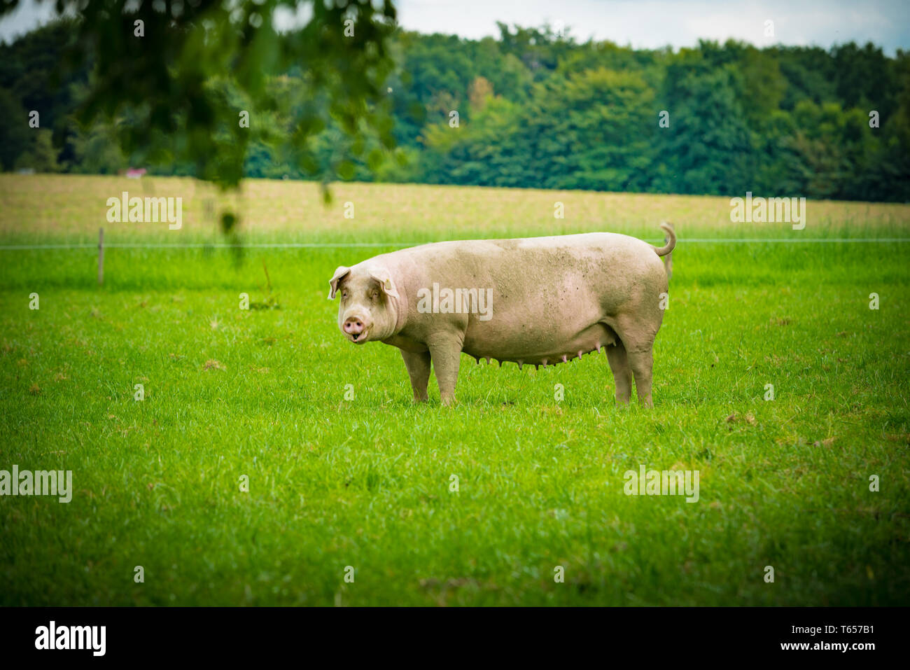 pigs in field. Healthy pig on meadow Stock Photo - Alamy
