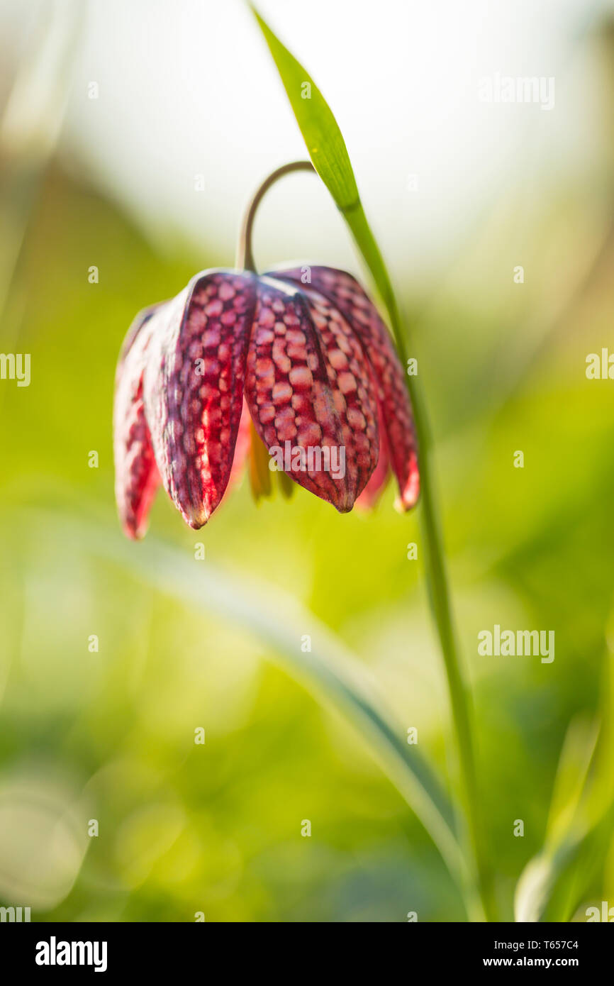 Chess flowers hi-res stock photography and images - Alamy
