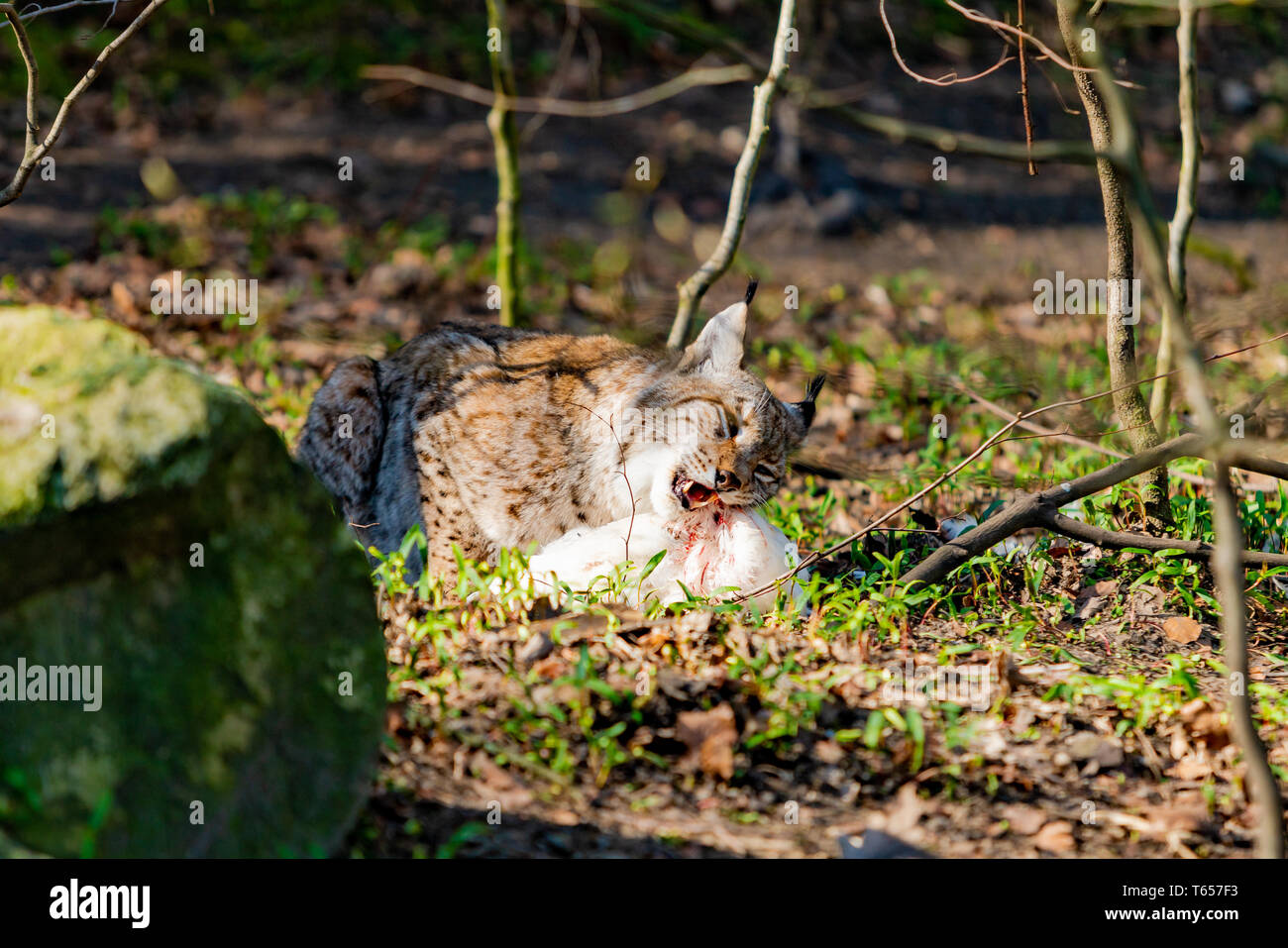 Lynx eating. Lynx lynx with prey in the mouth Stock Photo - Alamy