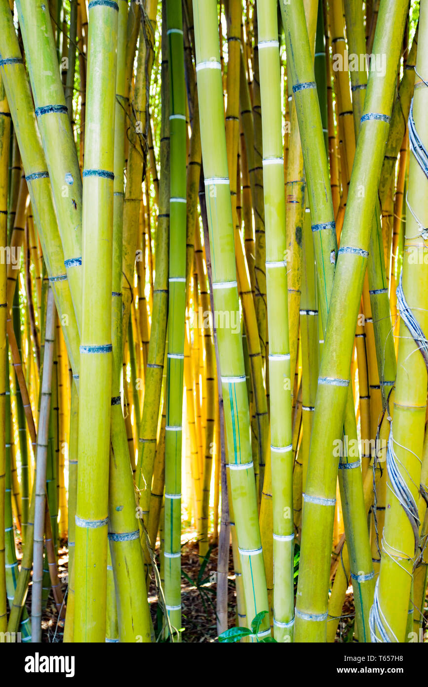 Bamboo forest. nature background Stock Photo - Alamy
