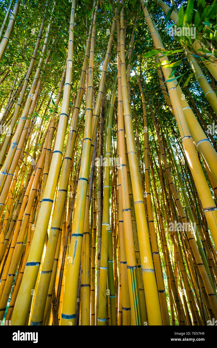 Bamboo forest. nature background Stock Photo - Alamy