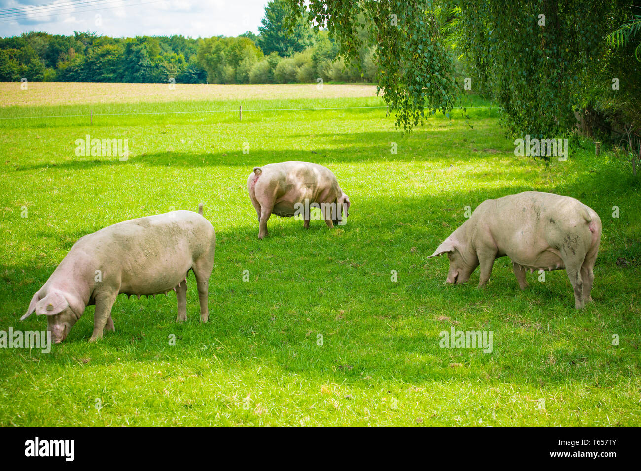 Pig portrait. Pig at pig farm Stock Photo - Alamy