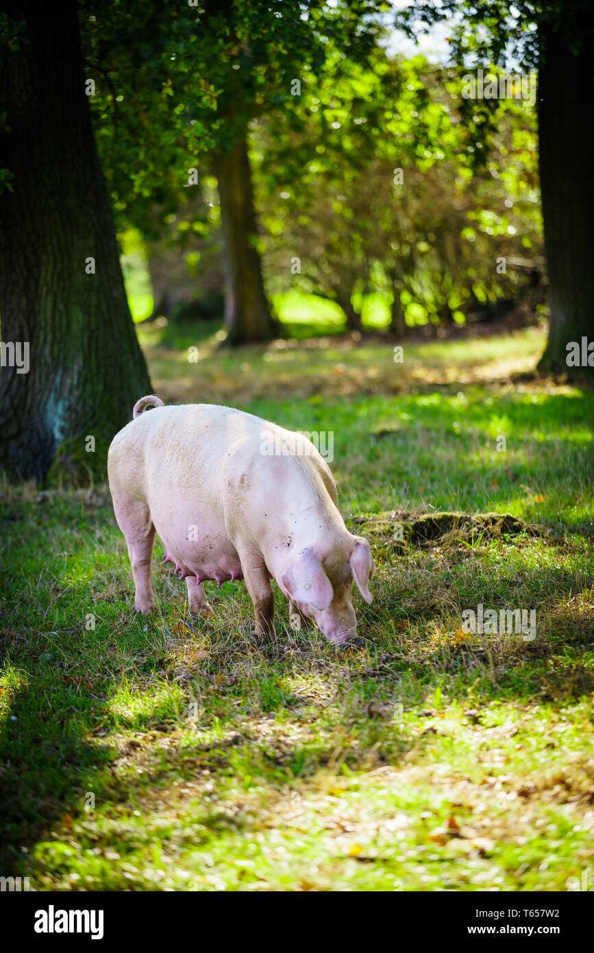 Ham house meadow hi-res stock photography and images - Alamy
