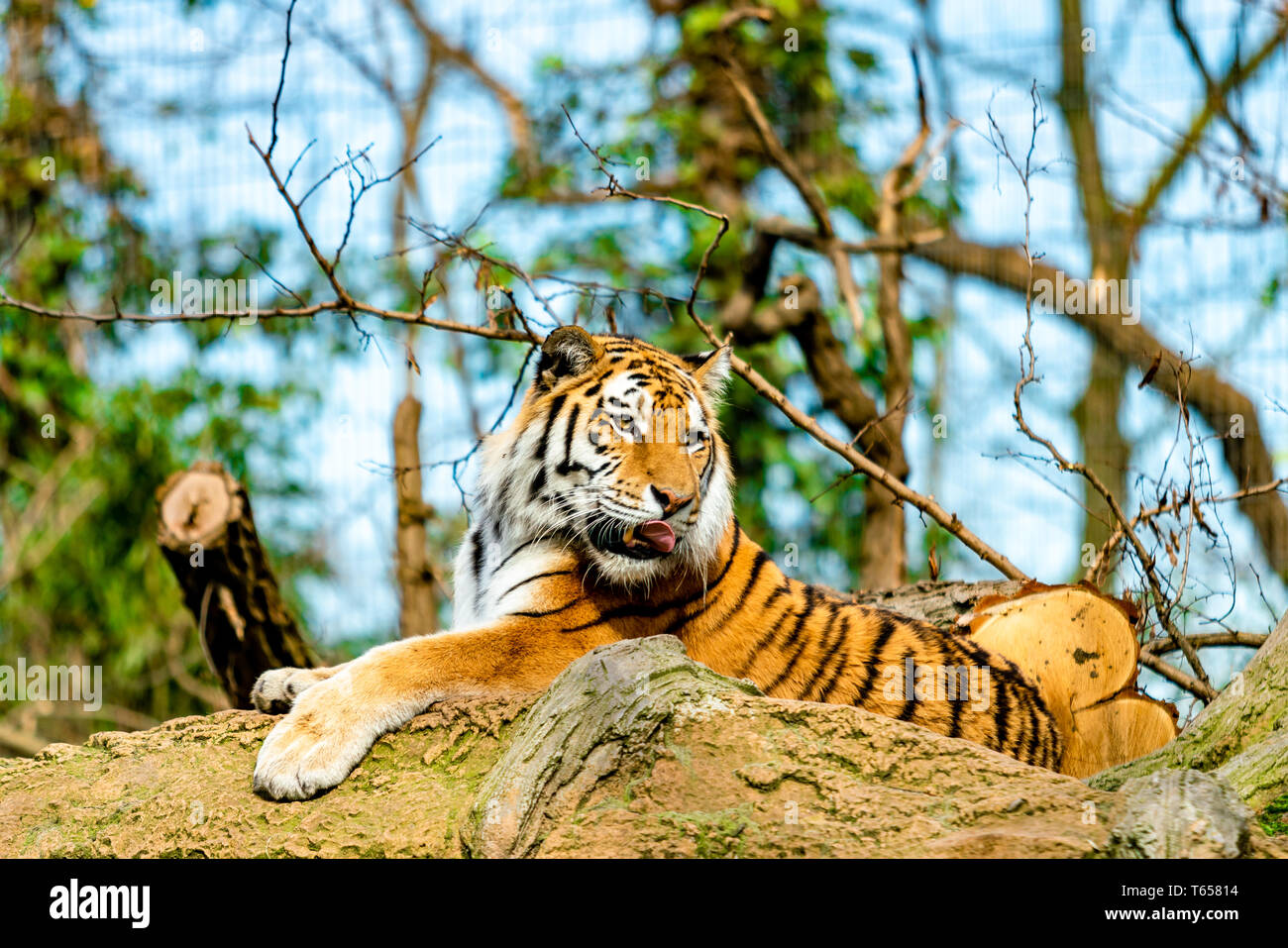 Tiger in the nature Stock Photo - Alamy