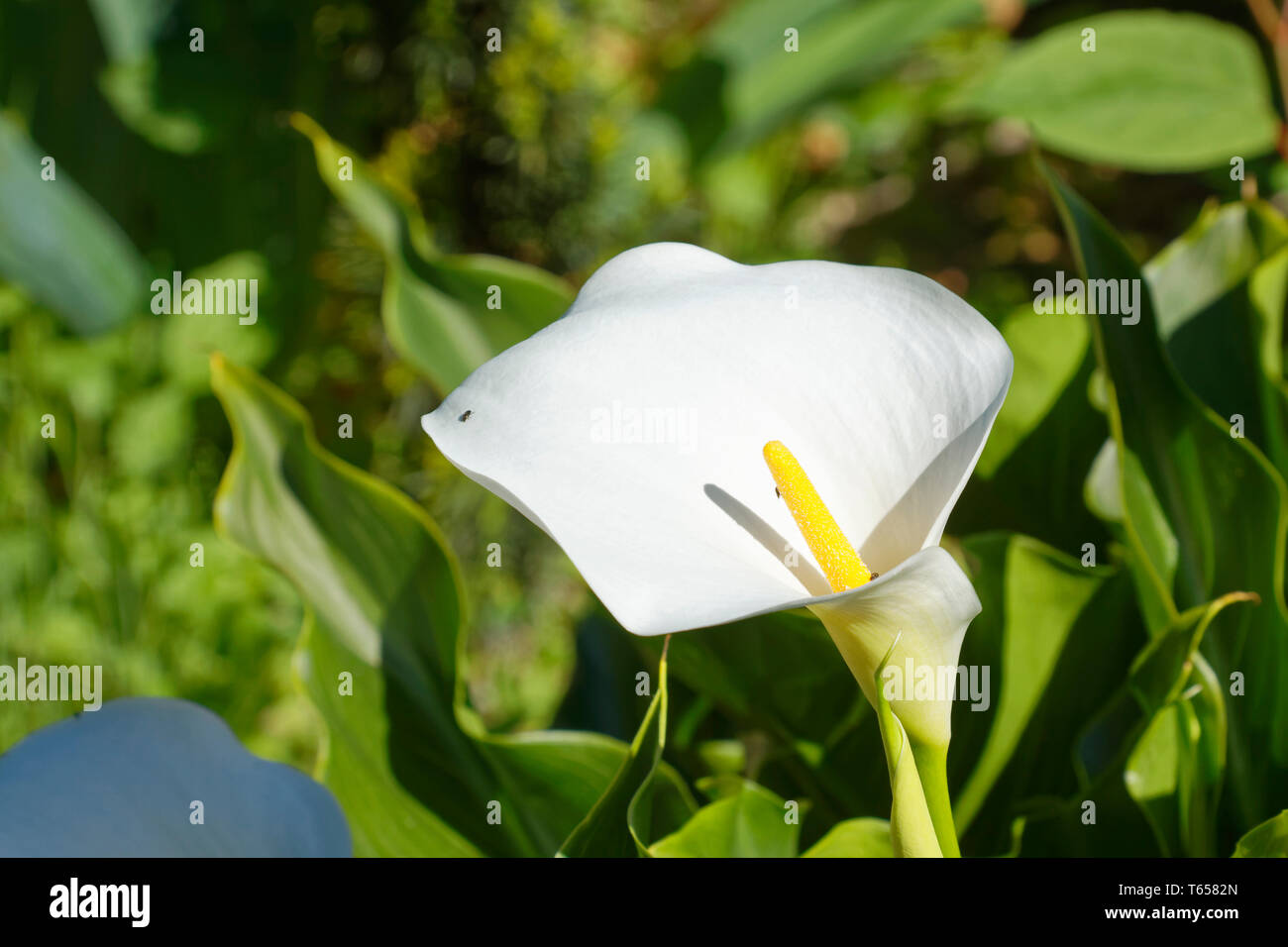 White europe lily portugal hi-res stock photography and images - Alamy