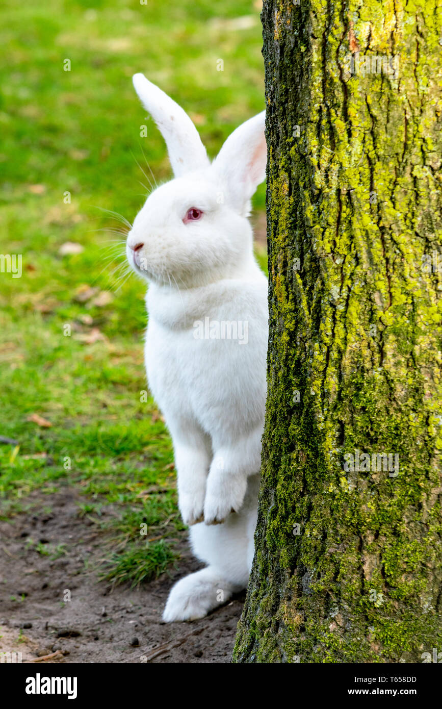 white Rabbit sitting by a tree Stock Photo - Alamy