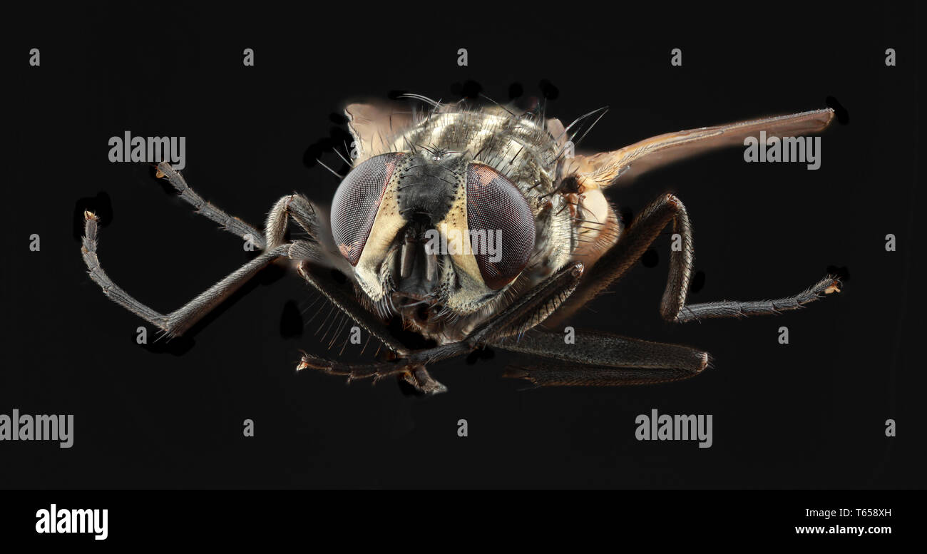 Fly insect cutout hi-res stock photography and images - Alamy