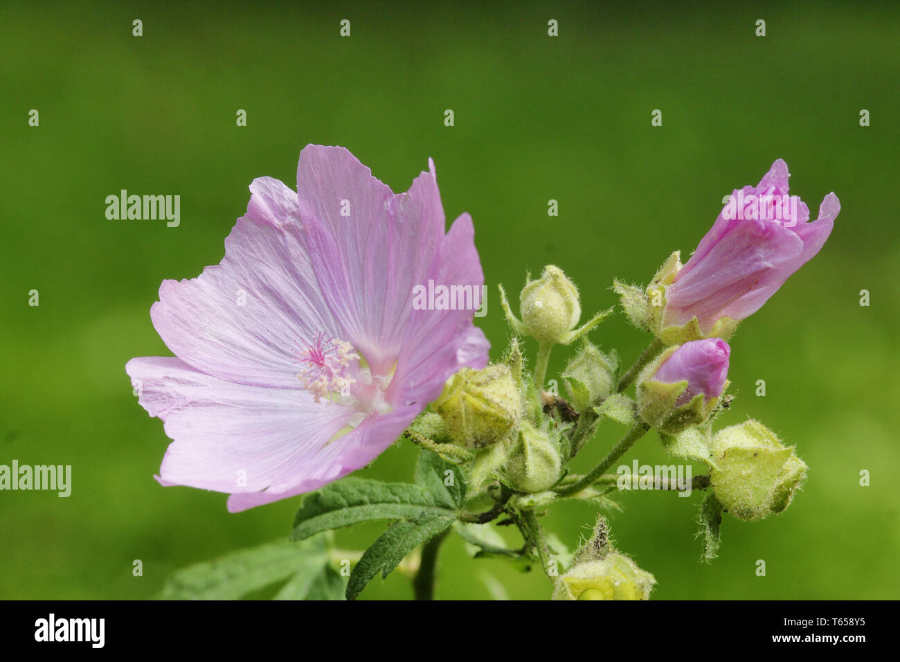 Hibiskus flower hi-res stock photography and images - Alamy