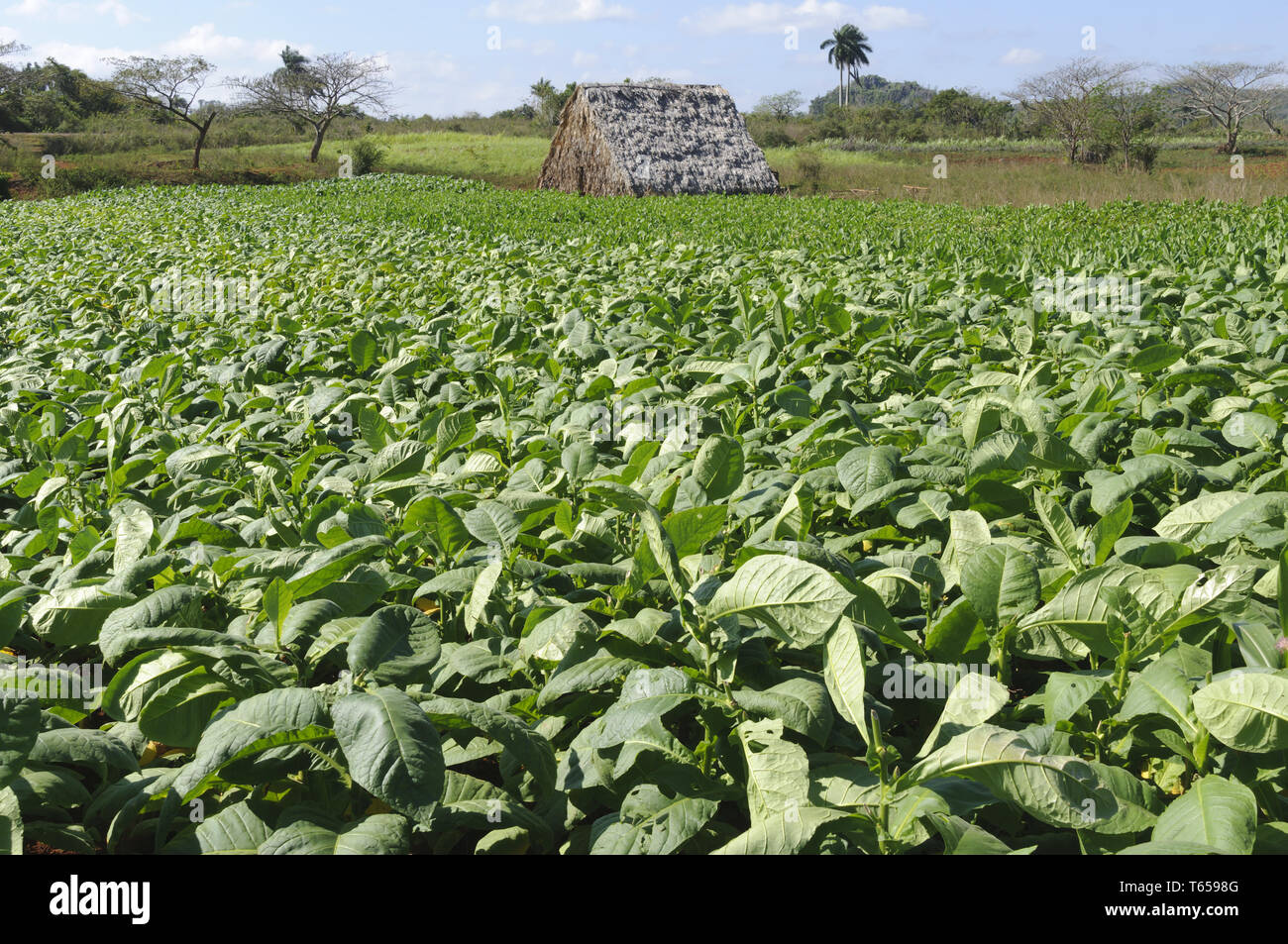 Tobacco plantation fresh hi-res stock photography and images - Alamy