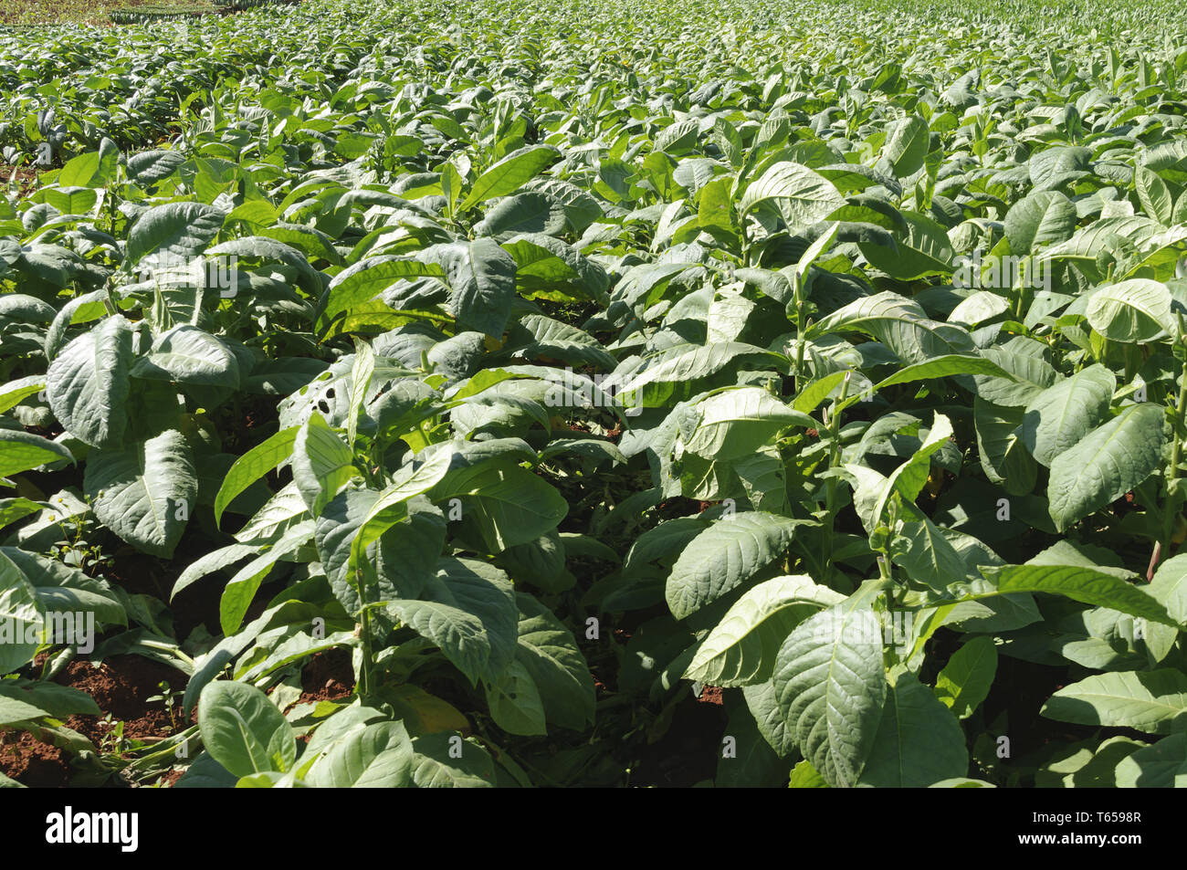 Tobacco plantation landscape hi-res stock photography and images - Alamy