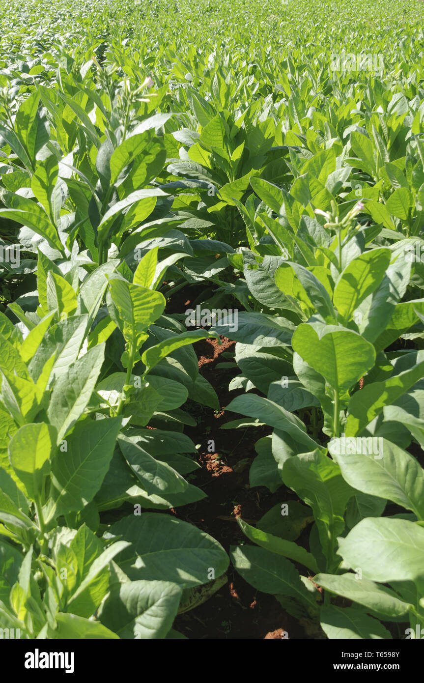 Tobacco plantation landscape hi-res stock photography and images - Alamy