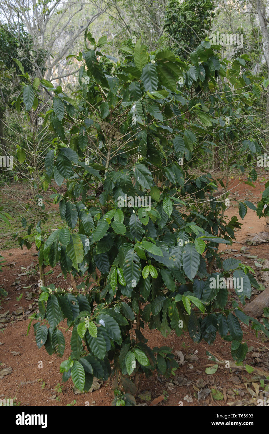 Coffee plant, Coffea Stock Photo - Alamy