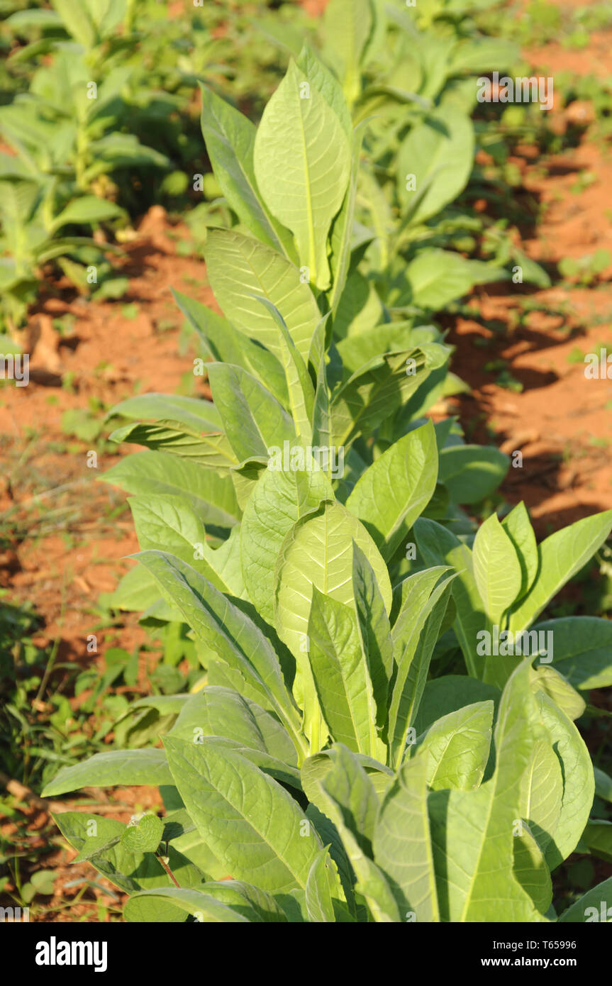 Tobacco plantation landscape hi-res stock photography and images - Alamy
