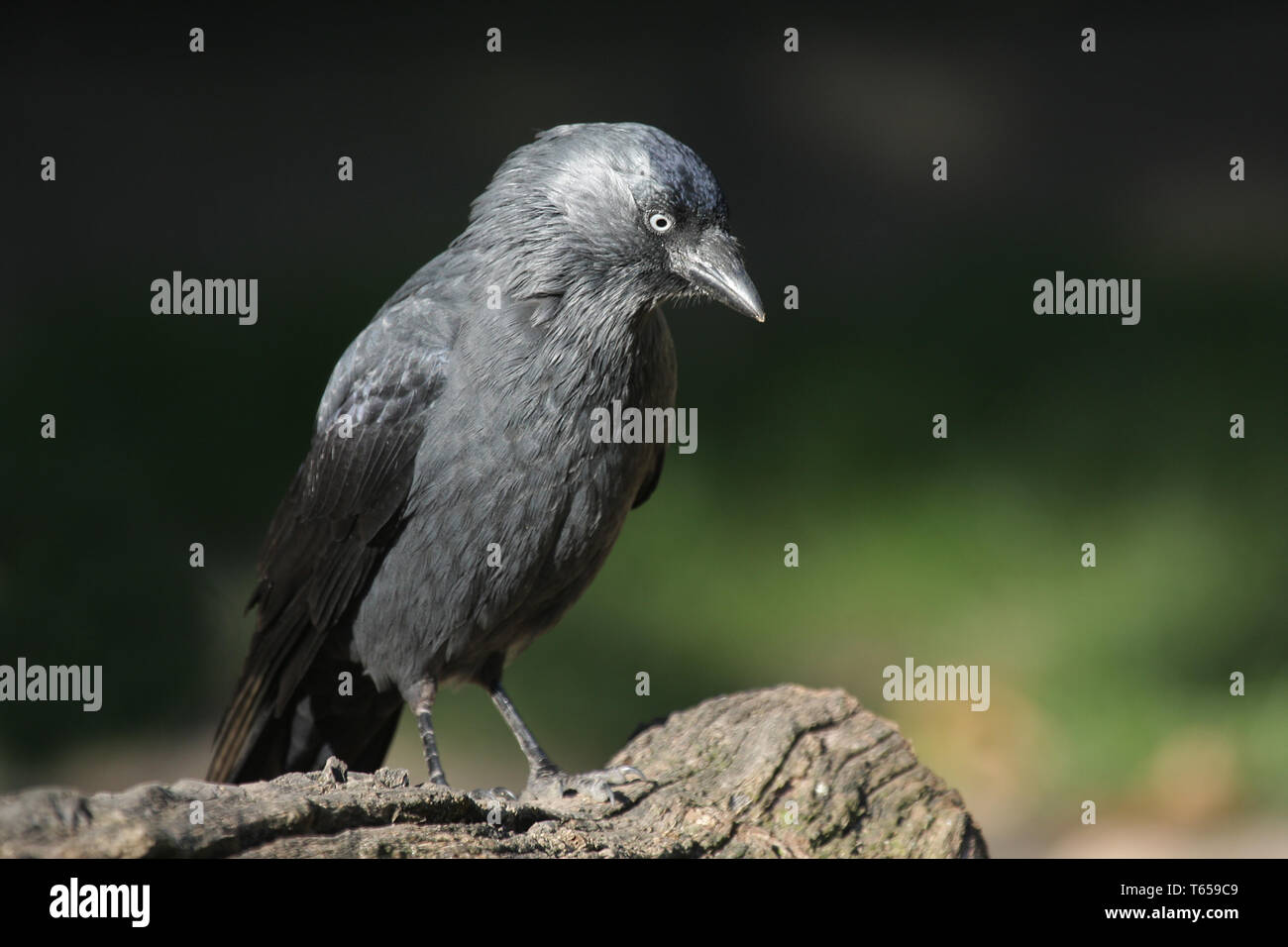 Jackdaw, Coloeus monedula Stock Photo - Alamy