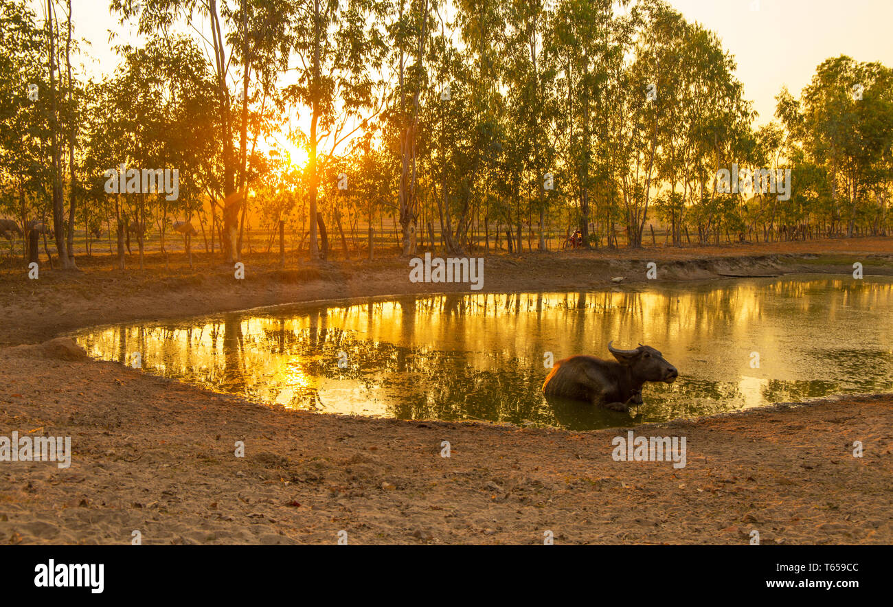 Asian water buffalo isolated hi-res stock photography and images - Alamy