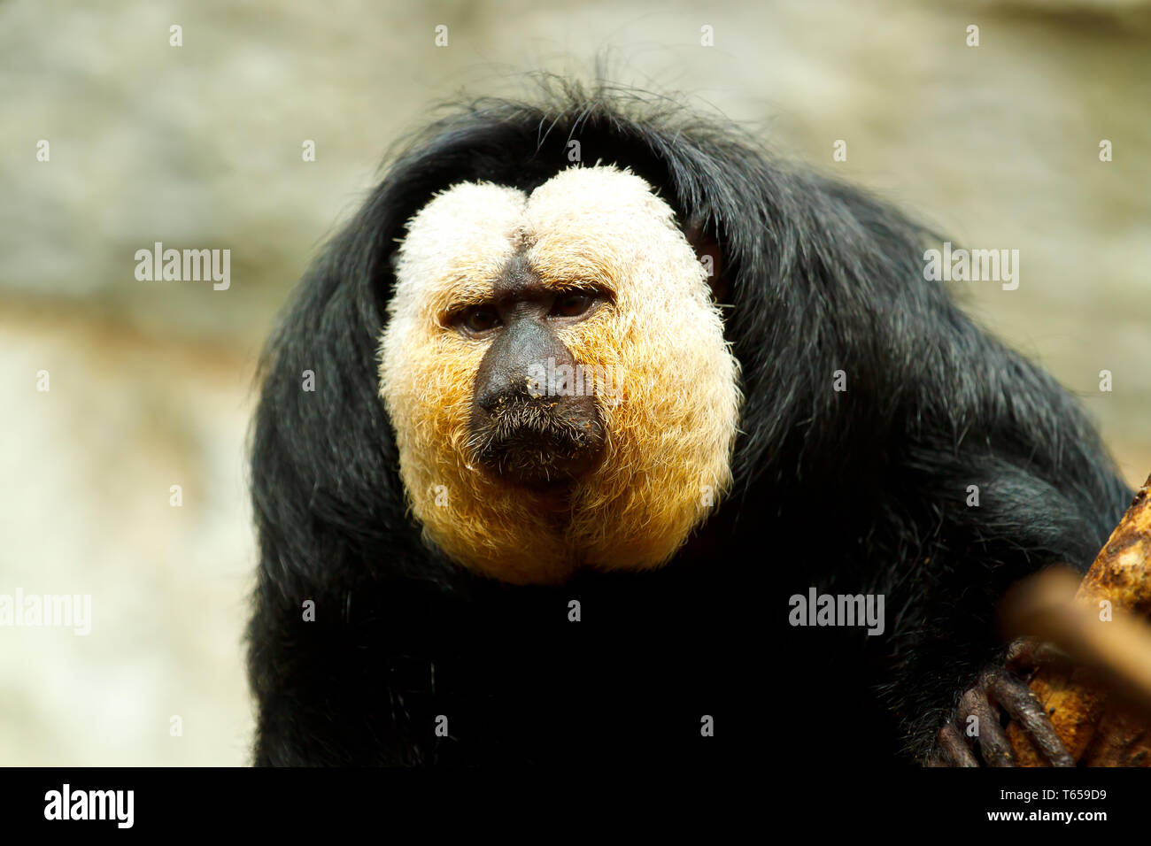 Sakis hi-res stock photography and images - Alamy