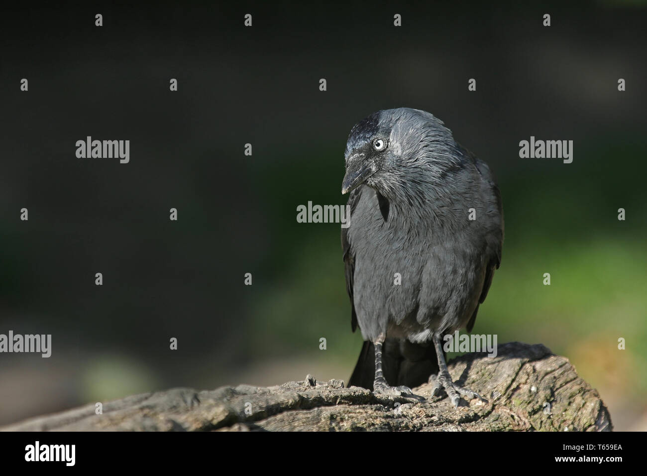 Coloeus monedula hi-res stock photography and images - Alamy